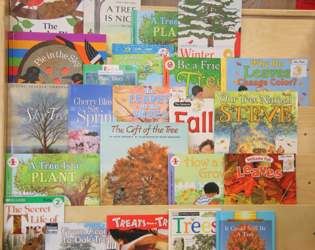 Exploring Trees Through Inquiry: A Reggio Inspired Unit – Love ...