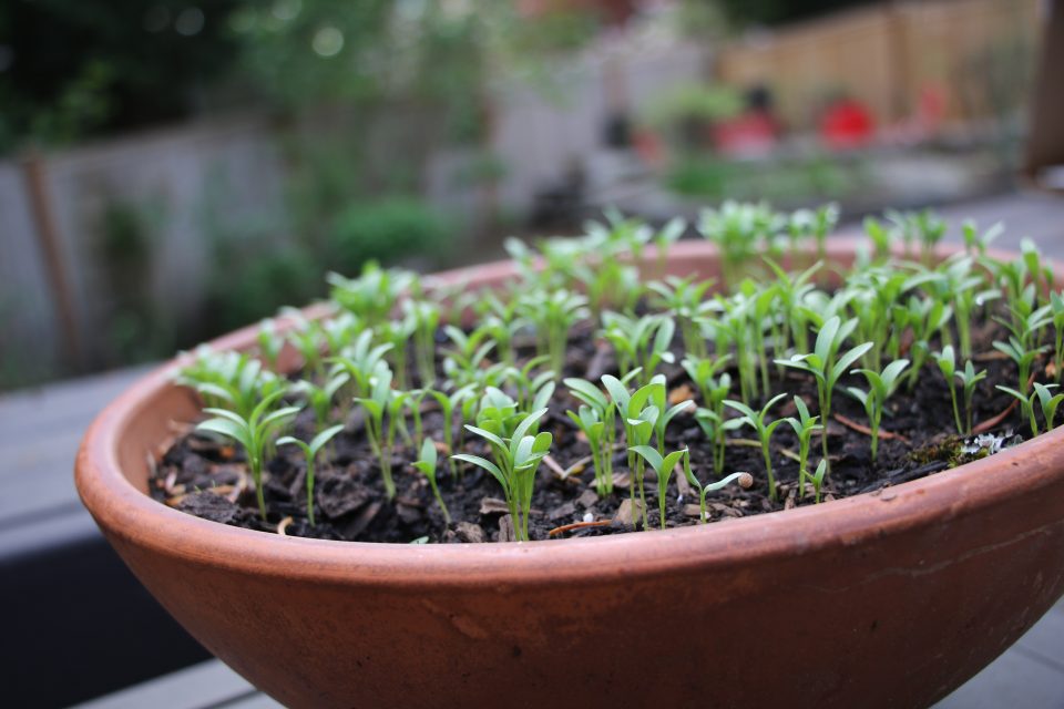 In The Garden With Mrs. Ross – Non Fiction Writing – Love, Laughter ...