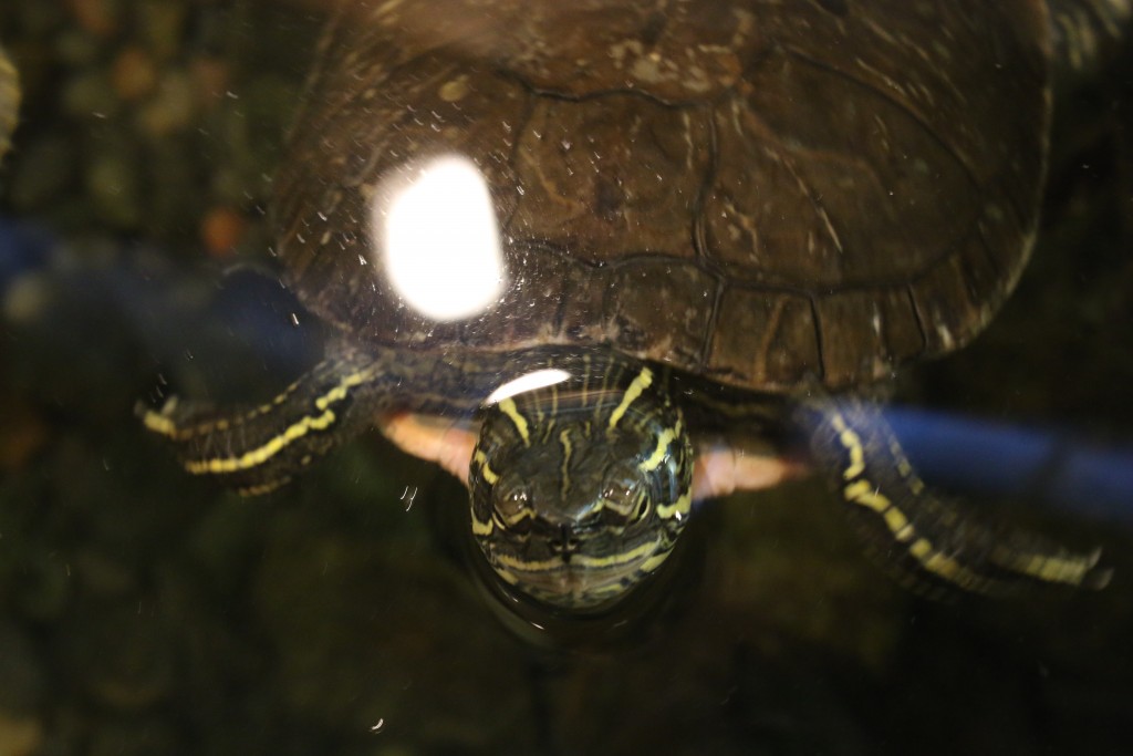 Connecting Animals and Children In Early Childhood – Love, Laughter ...