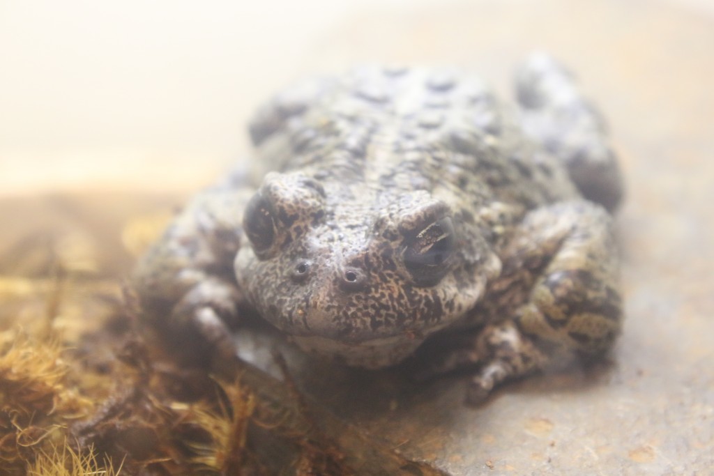 Connecting Animals and Children In Early Childhood – Love, Laughter ...