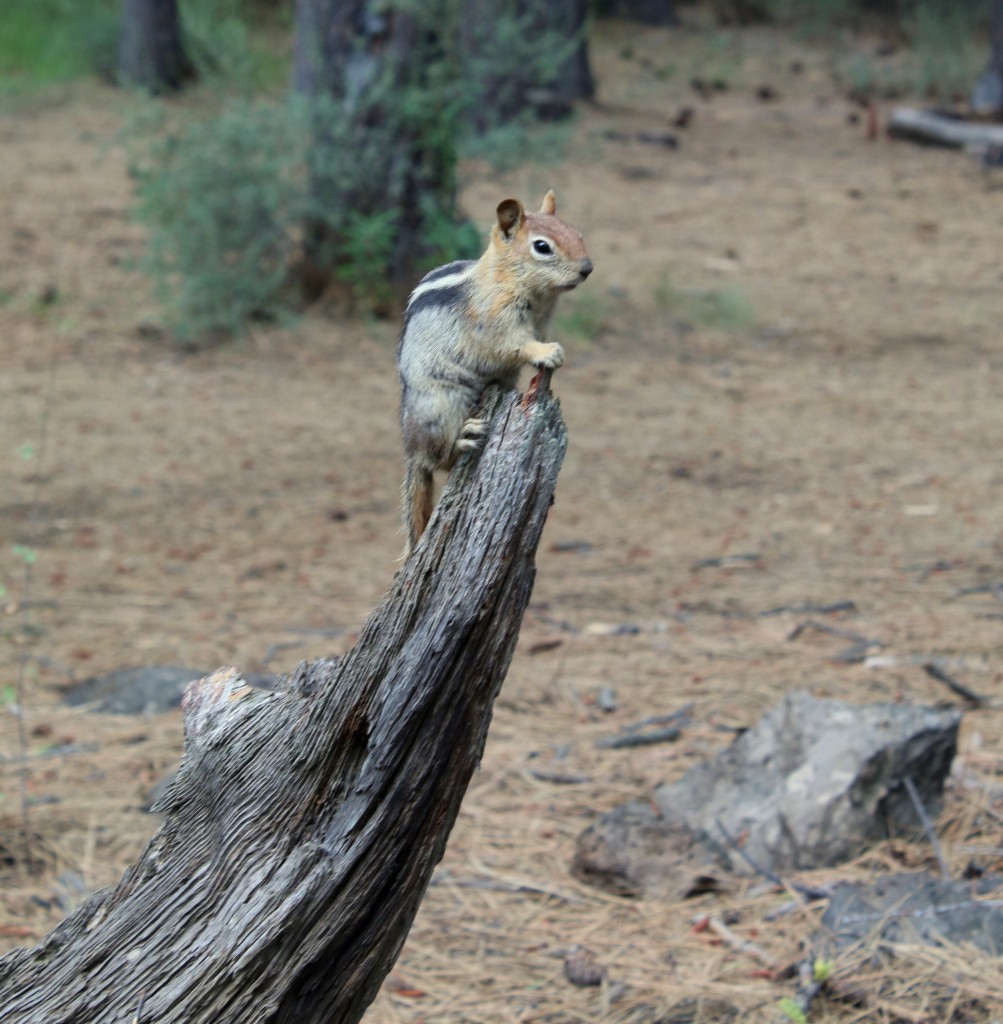 Connecting Animals and Children In Early Childhood – Love, Laughter ...